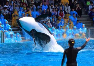 Captive Orcas – Inherently Wild
