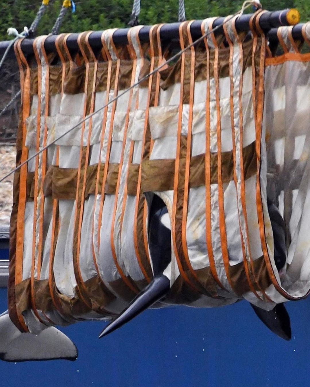 The Whale Prison – Inherently Wild