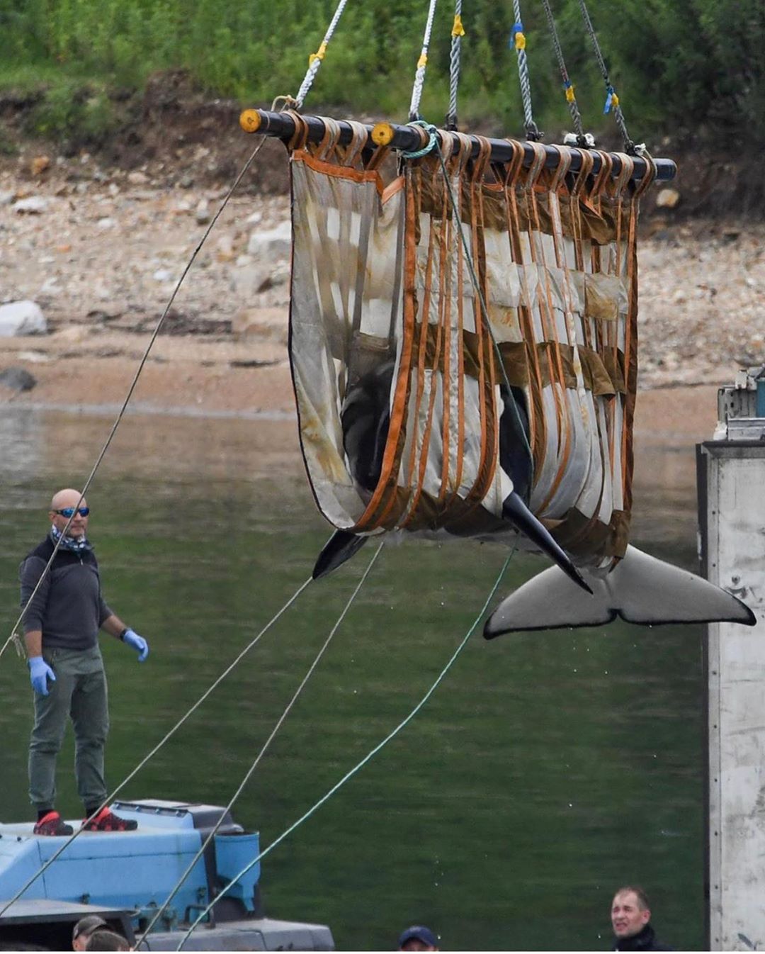 Release #2 – Inherently Wild