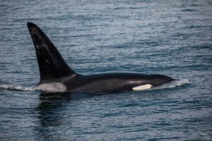 Dorsal Fin Collapse – Inherently Wild