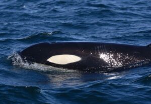 Excessive Aggression – Inherently Wild