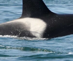 Excessive Aggression – Inherently Wild