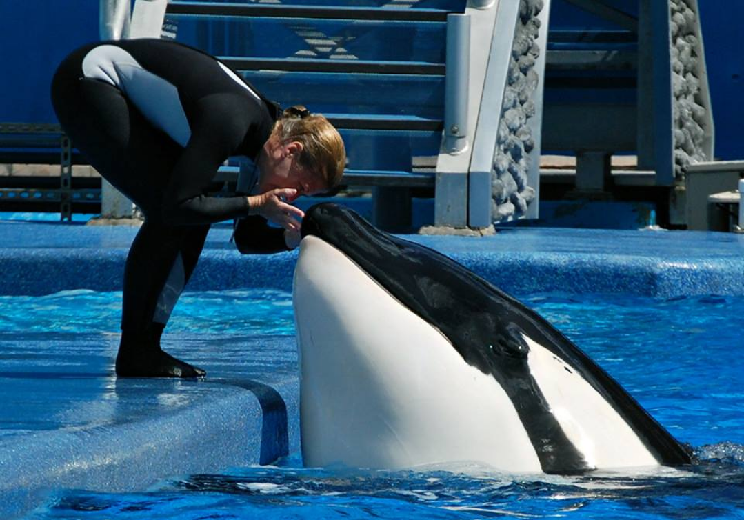 Tilikum’s Gallery – Inherently Wild