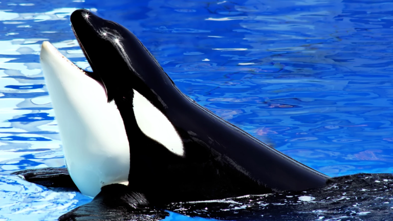 Taku’s Gallery – Inherently Wild