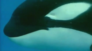 Taku’s Gallery – Inherently Wild