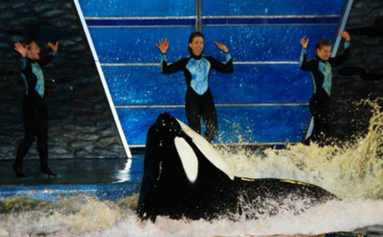 Tilikum’s Gallery – Inherently Wild