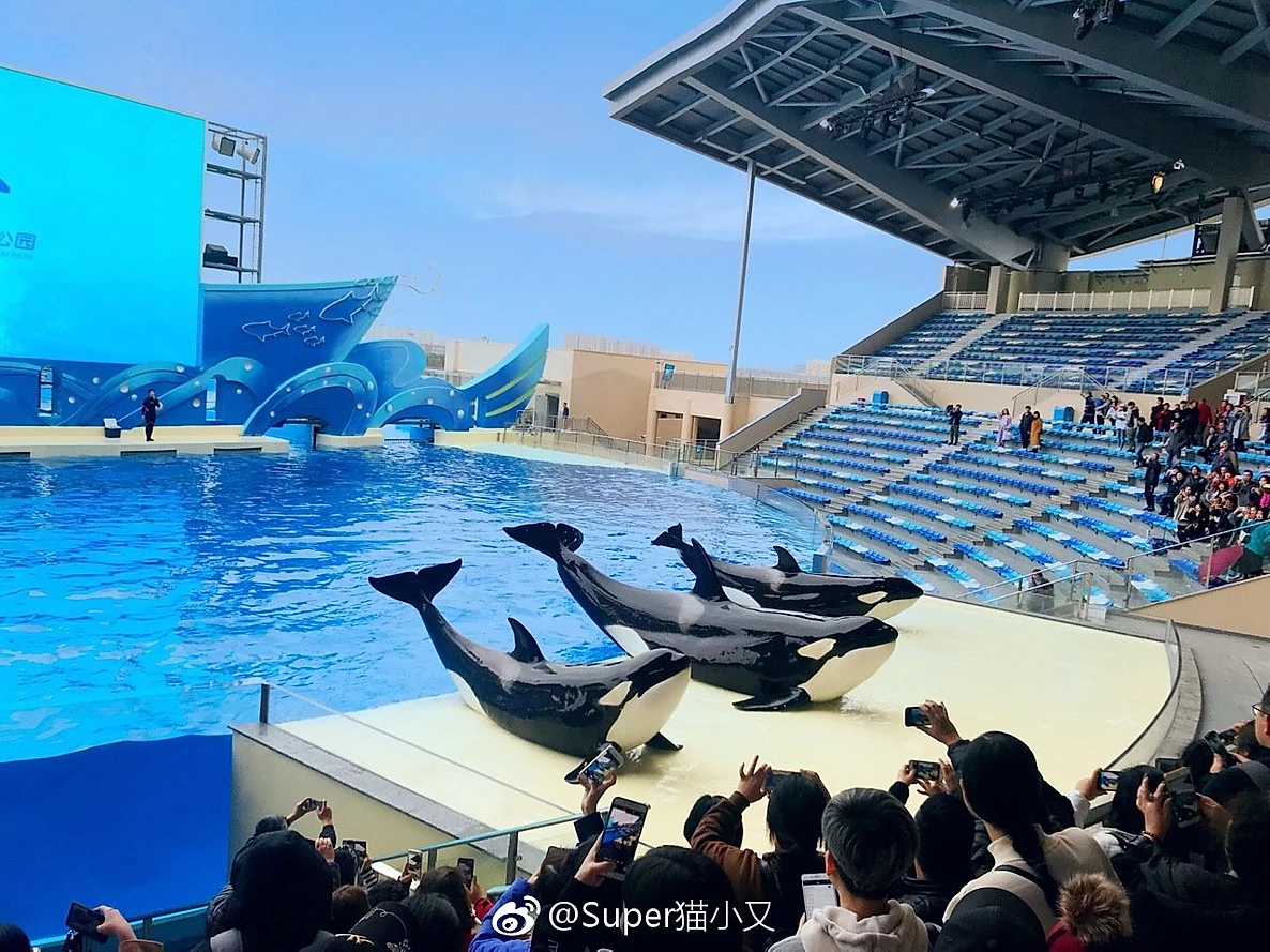 Shanghai Haichang Ocean Park’s Killer Whale Gallery – Inherently Wild