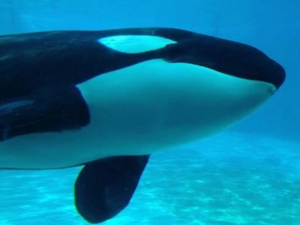 Earth’s Gallery – Inherently Wild