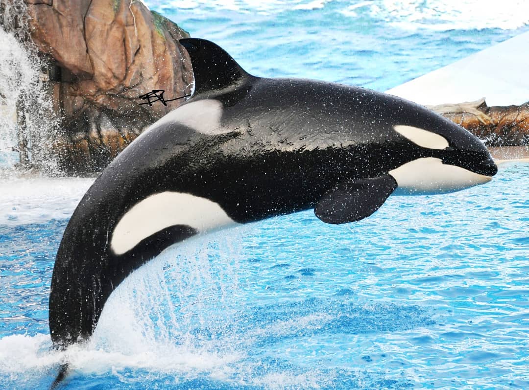 Shouka’s Gallery – Inherently Wild