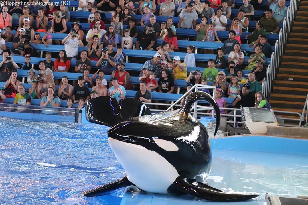 Tuar’s Gallery – Inherently Wild