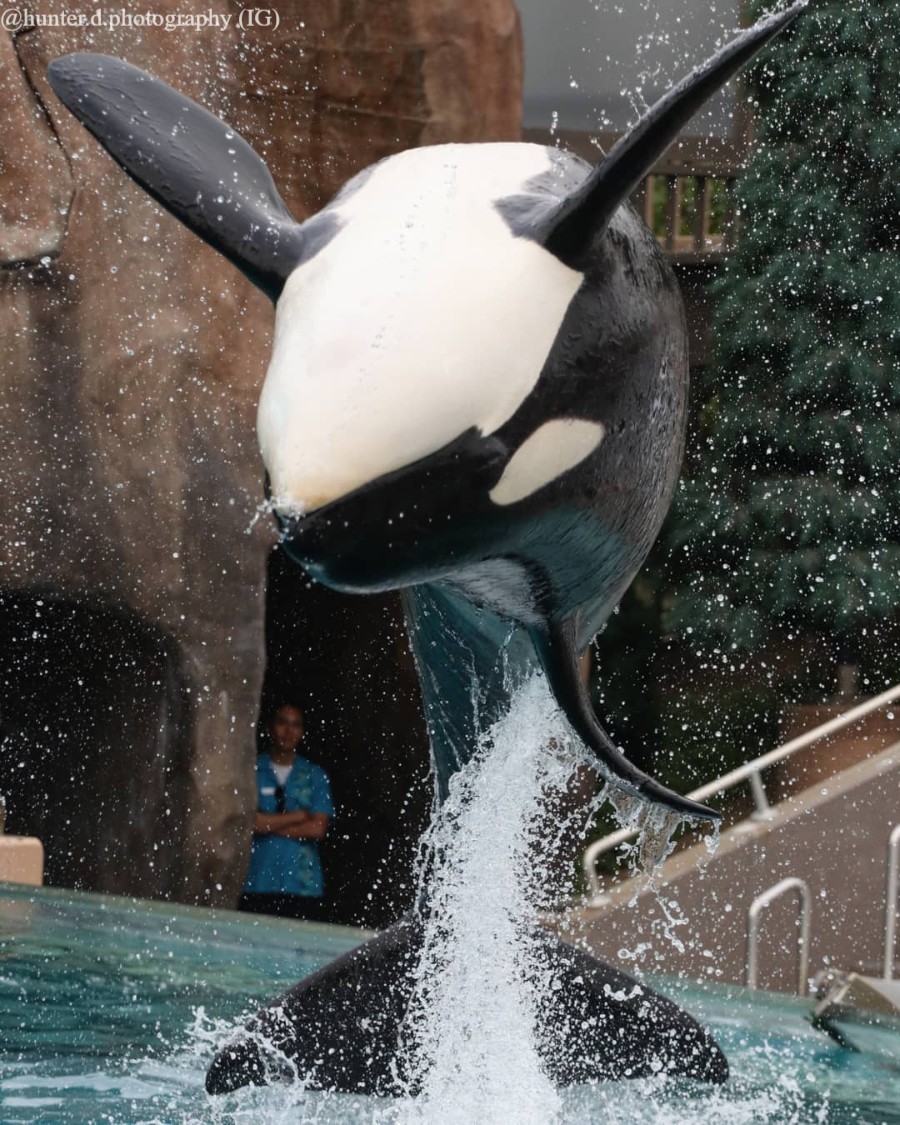 Shouka’s Gallery – Inherently Wild