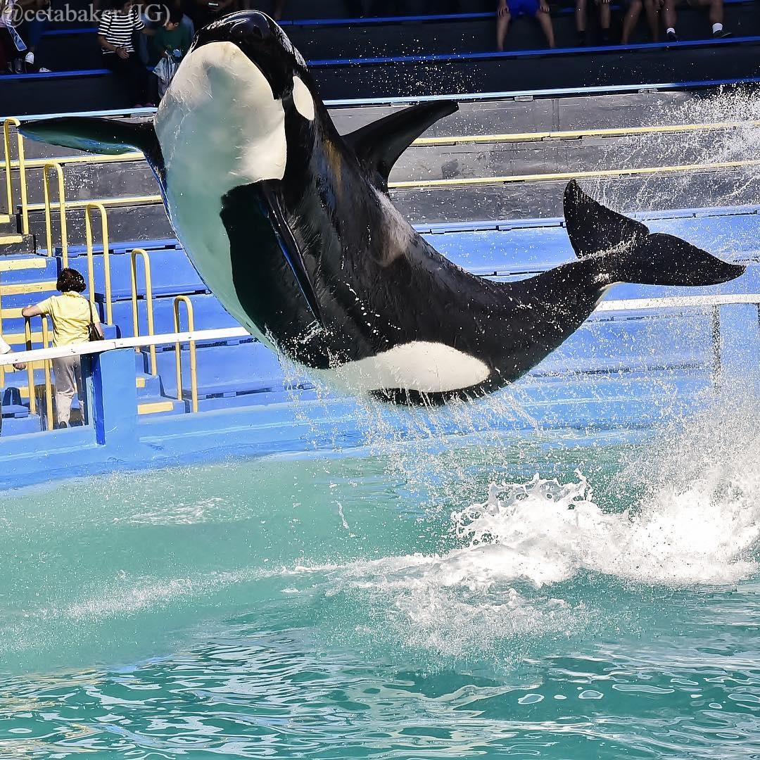 Tokitae’s Gallery – Inherently Wild