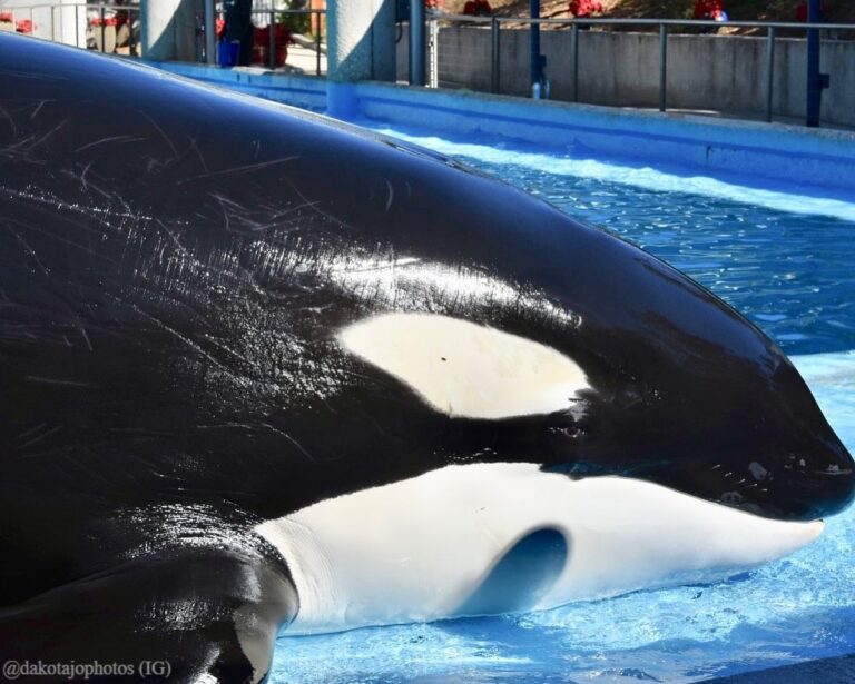 Tuar’s Gallery – Inherently Wild