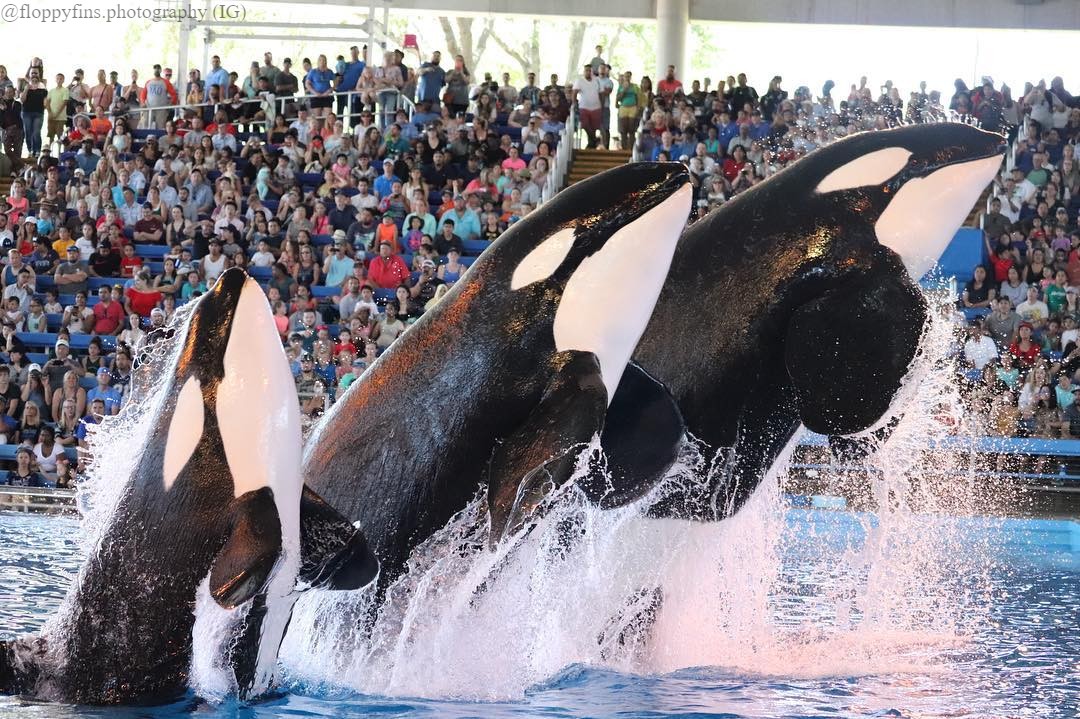 Tuar’s Gallery – Inherently Wild