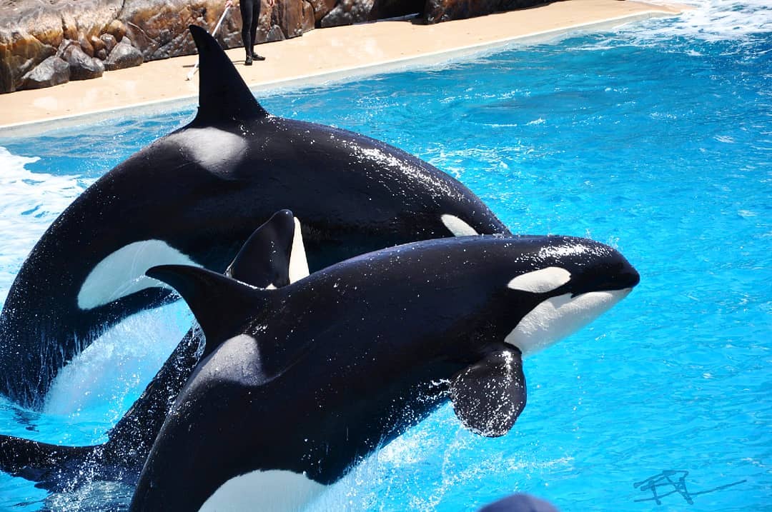 Orkid’s Gallery – Inherently Wild