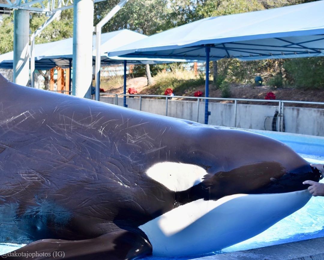 Tuar’s Gallery – Inherently Wild