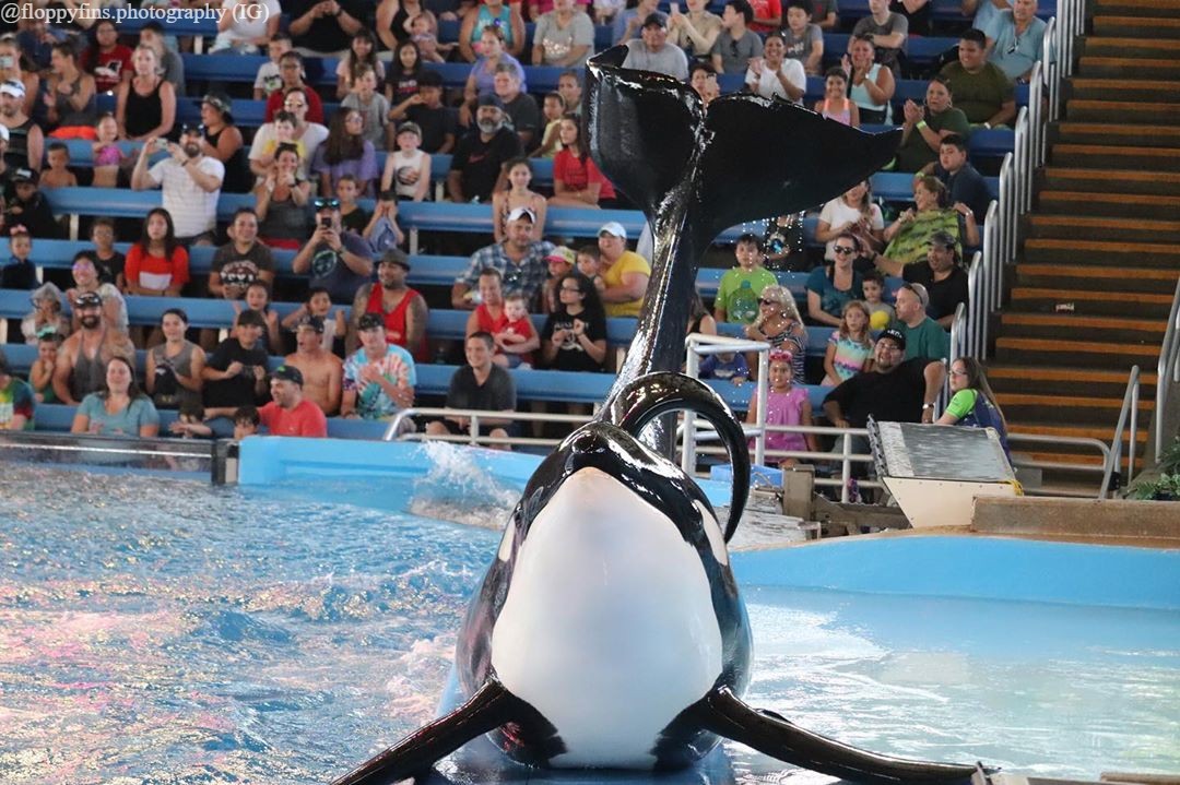 Tuar’s Gallery – Inherently Wild