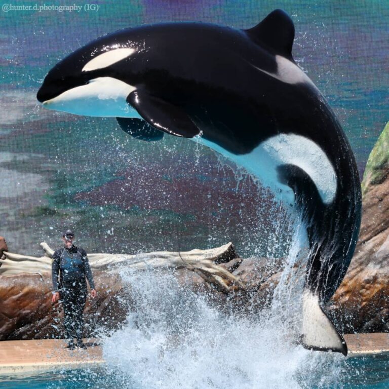 Shouka’s Gallery – Inherently Wild