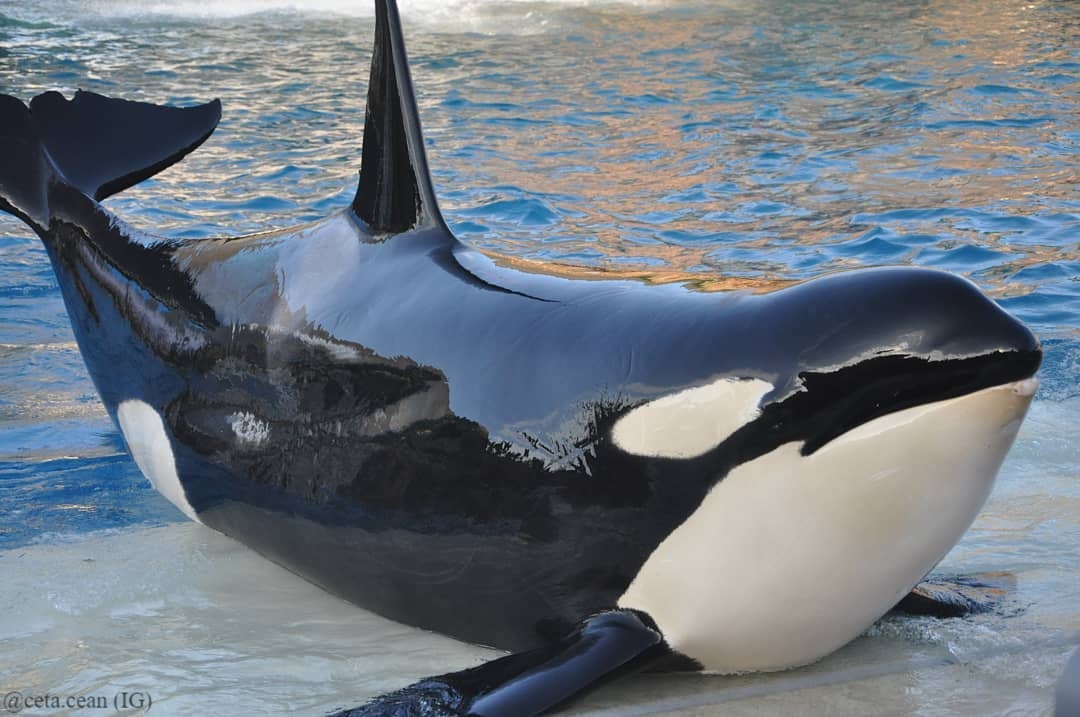 Corky 2’s Gallery – Inherently Wild