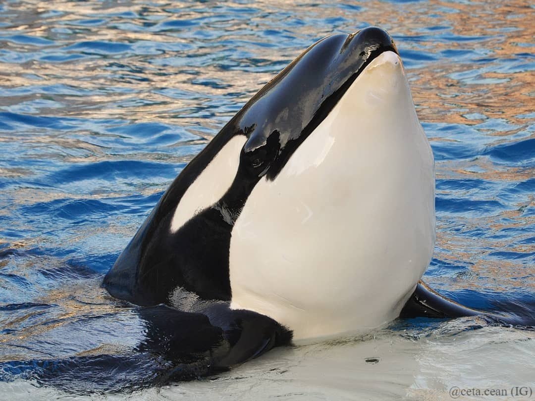 Shouka’s Gallery – Inherently Wild