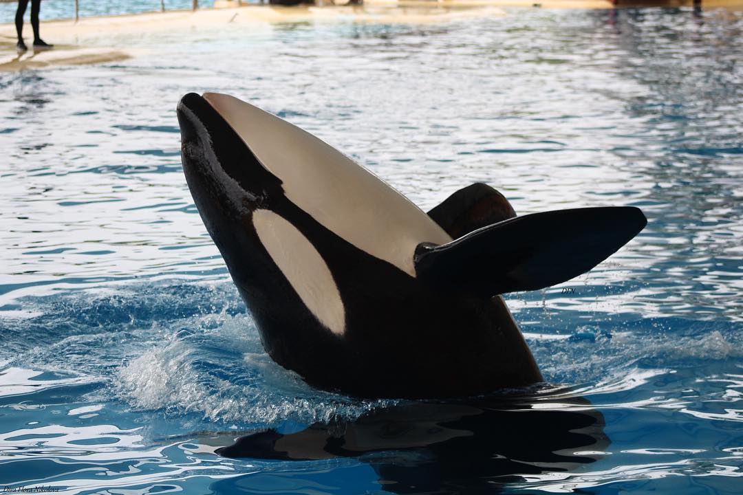 Tekoa’s Gallery – Inherently Wild