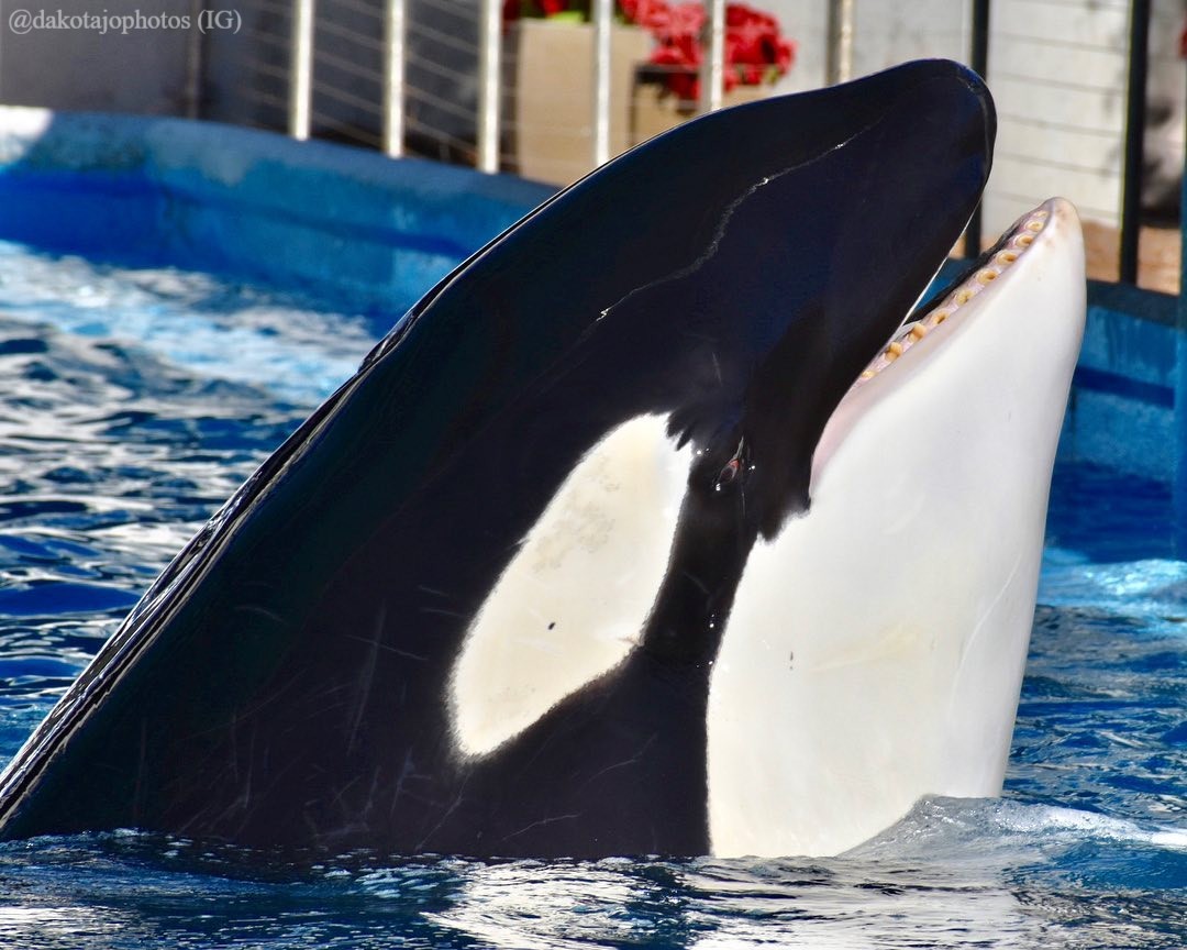 Tuar’s Gallery – Inherently Wild