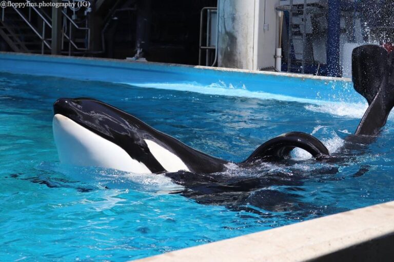 Tuar’s Gallery – Inherently Wild