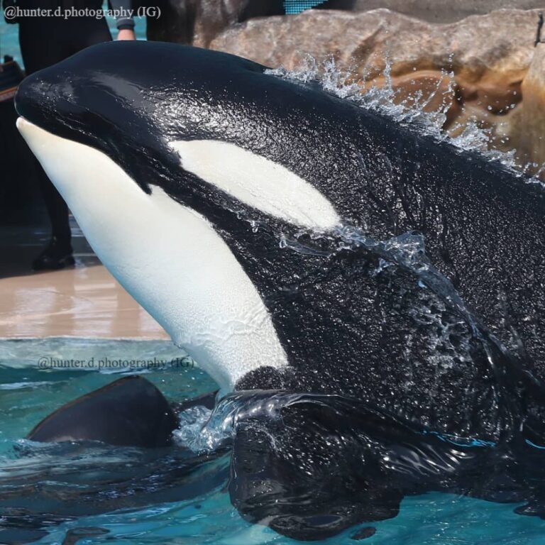 Corky 2’s Gallery – Inherently Wild