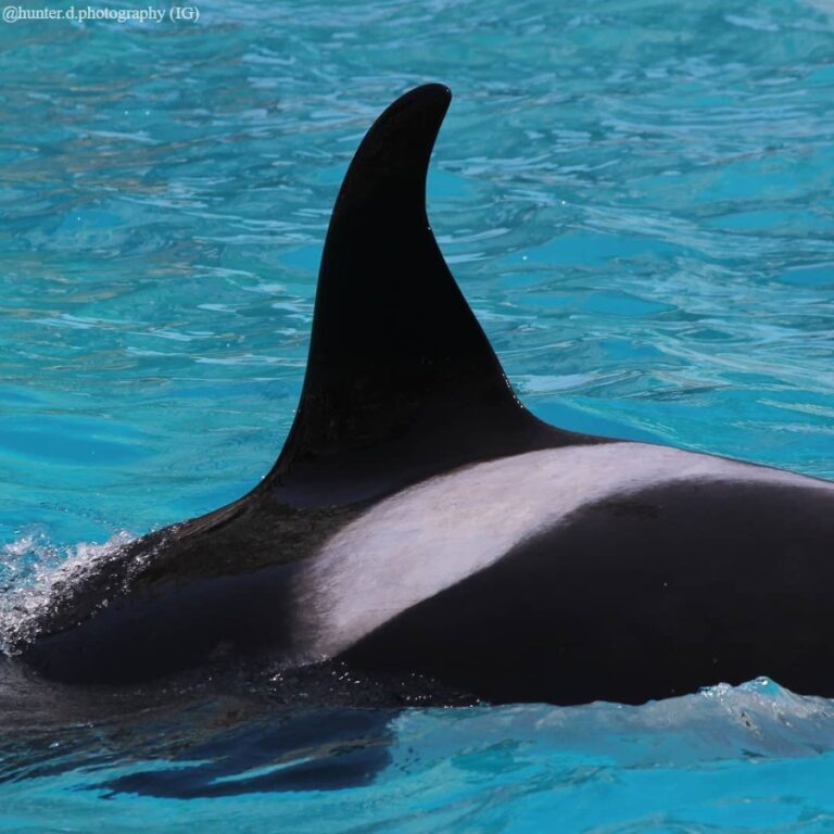 Kasatka’s Gallery – Inherently Wild