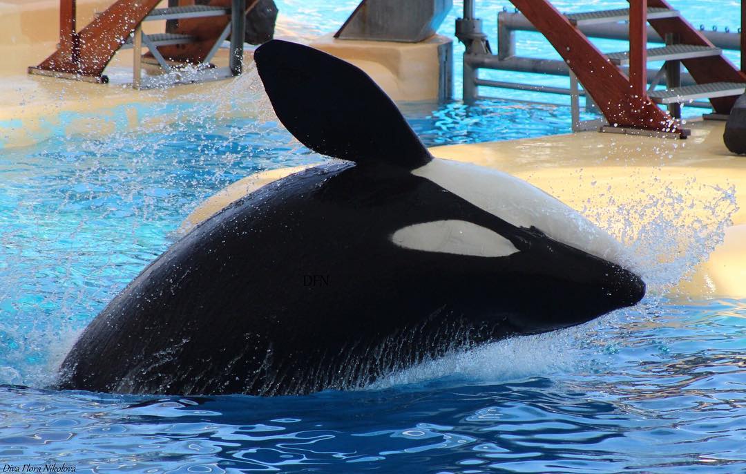 Tekoa’s Gallery – Inherently Wild