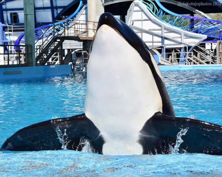 Tuar’s Gallery – Inherently Wild