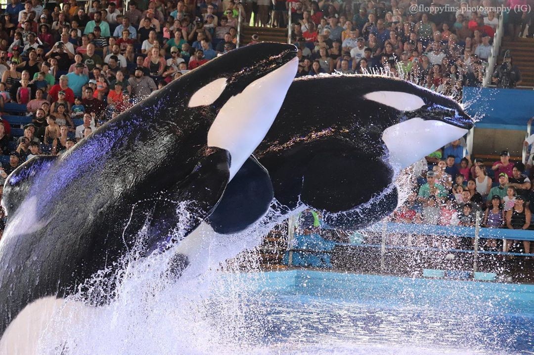 Tuar’s Gallery – Inherently Wild