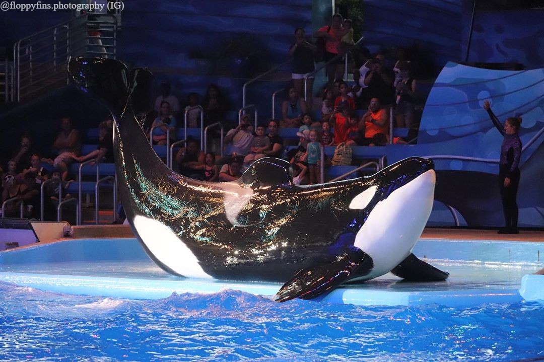 Tuar’s Gallery – Inherently Wild