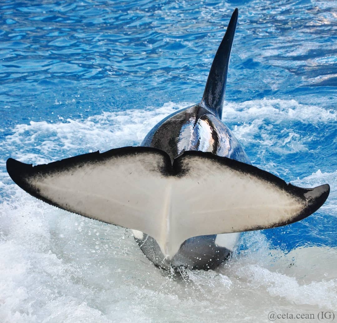 Orkid’s Gallery – Inherently Wild