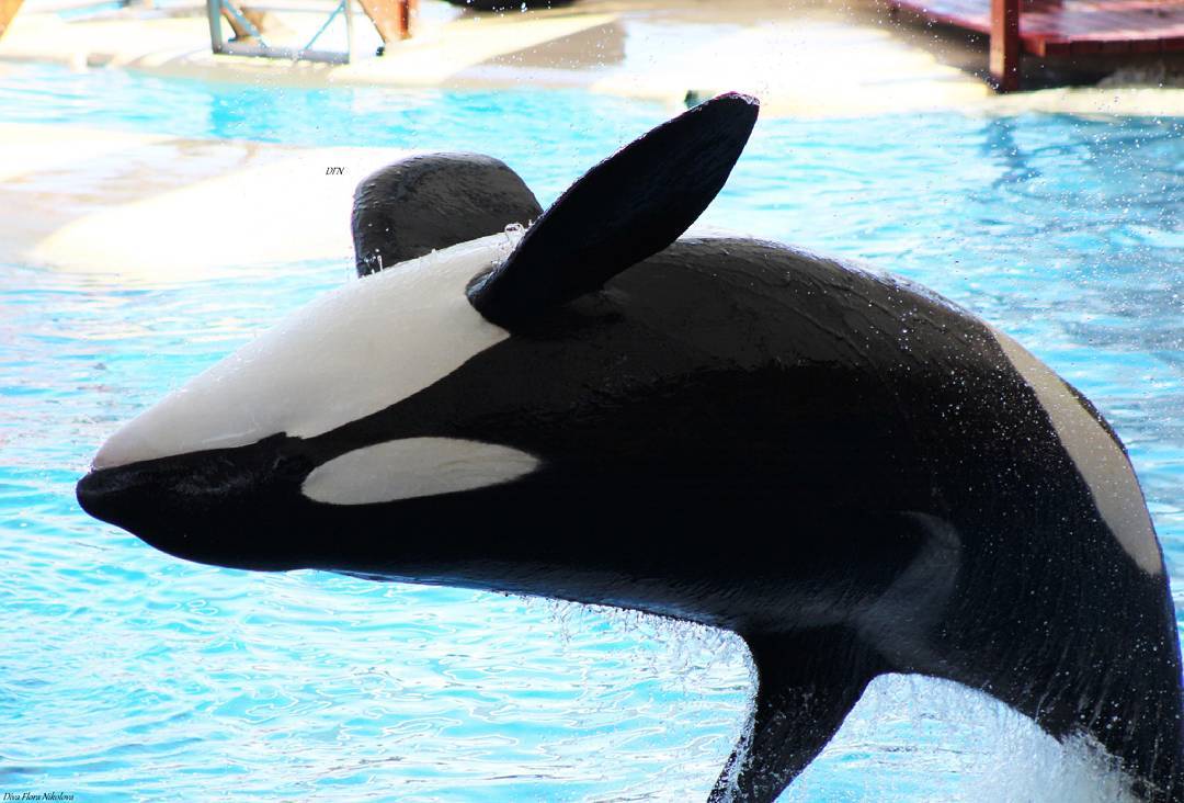 Tekoa’s Gallery – Inherently Wild