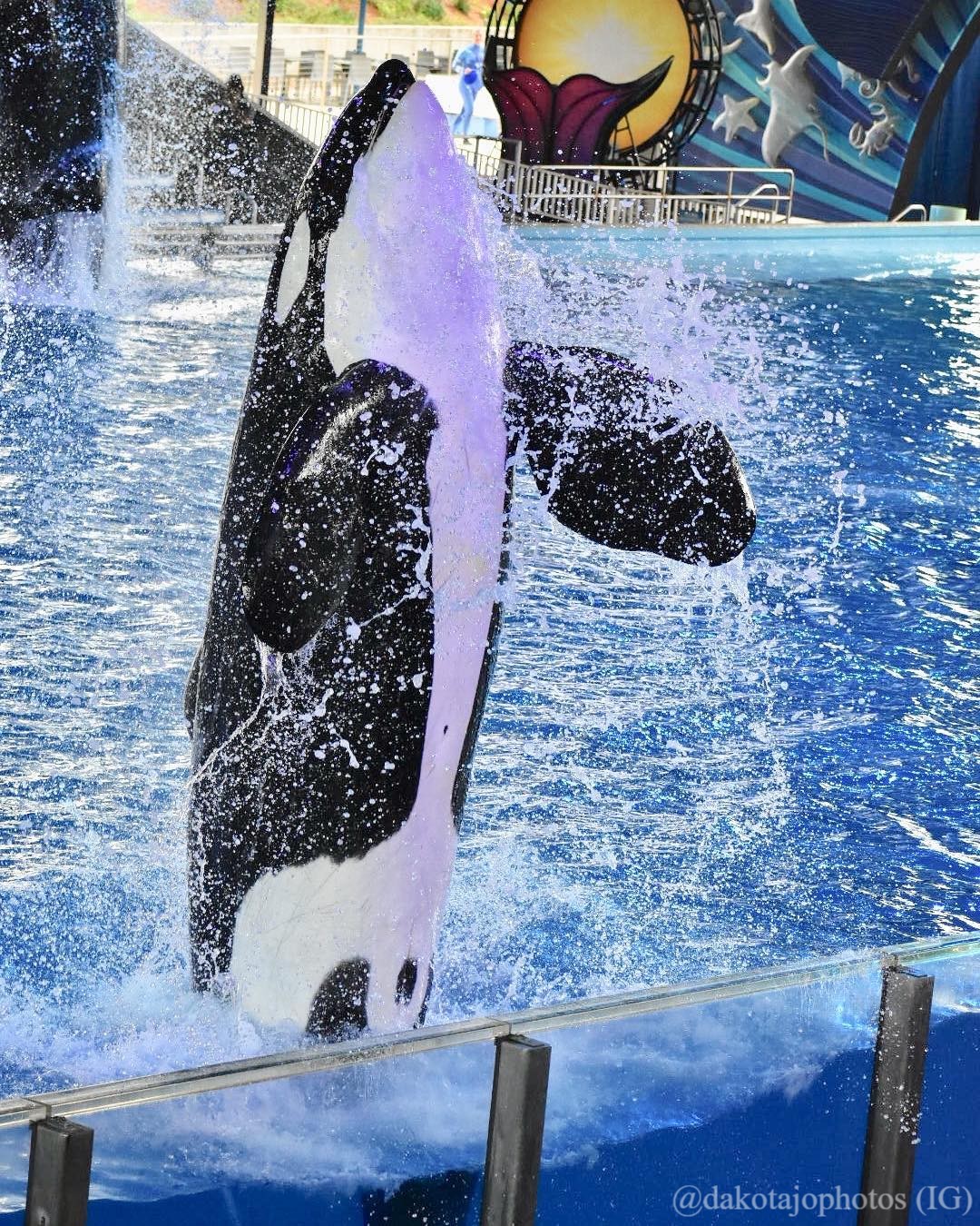 Tuar’s Gallery – Inherently Wild