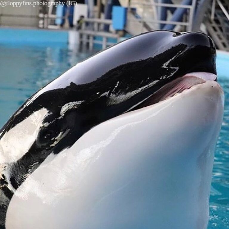 Tuar’s Gallery – Inherently Wild