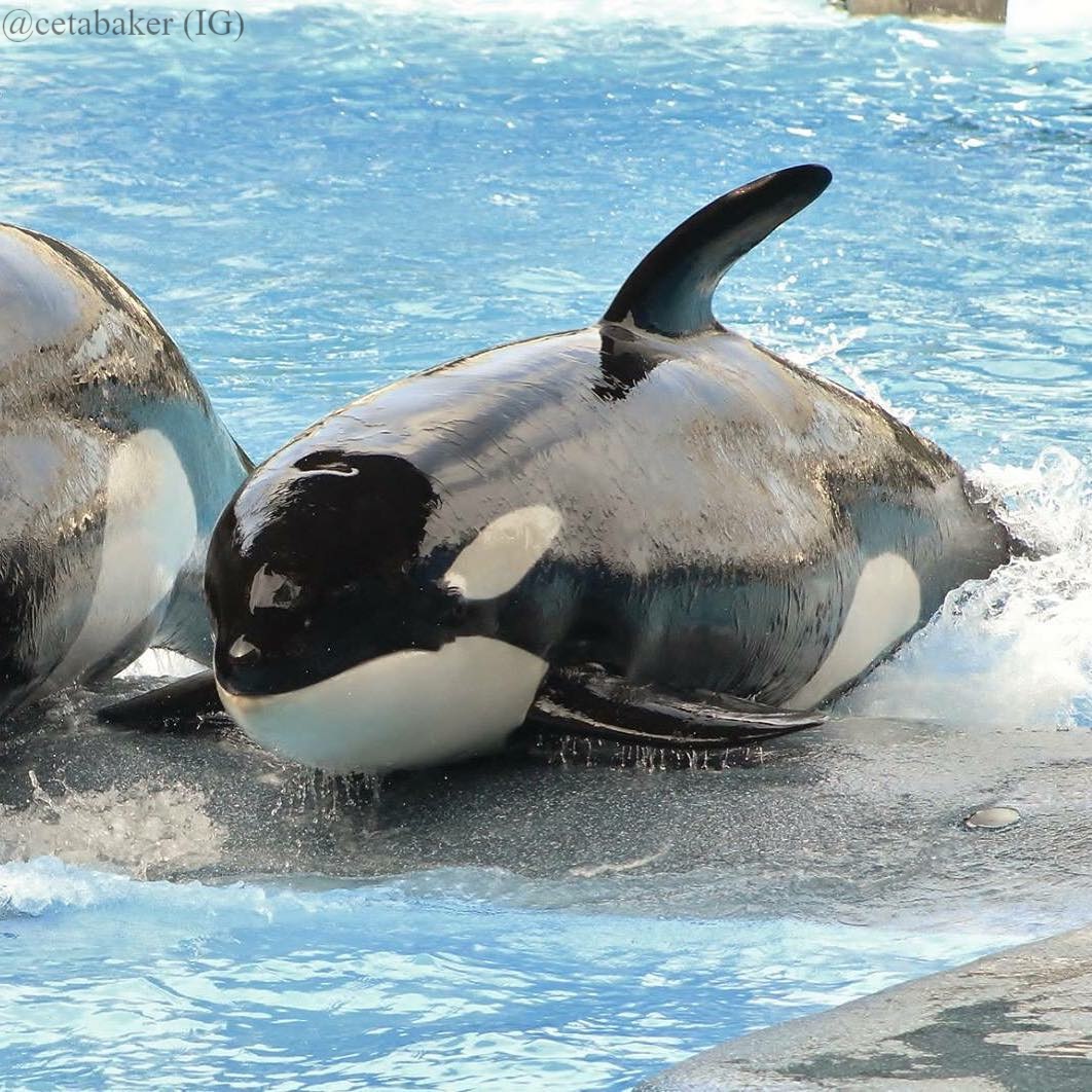 Makaio’s Gallery – Inherently Wild