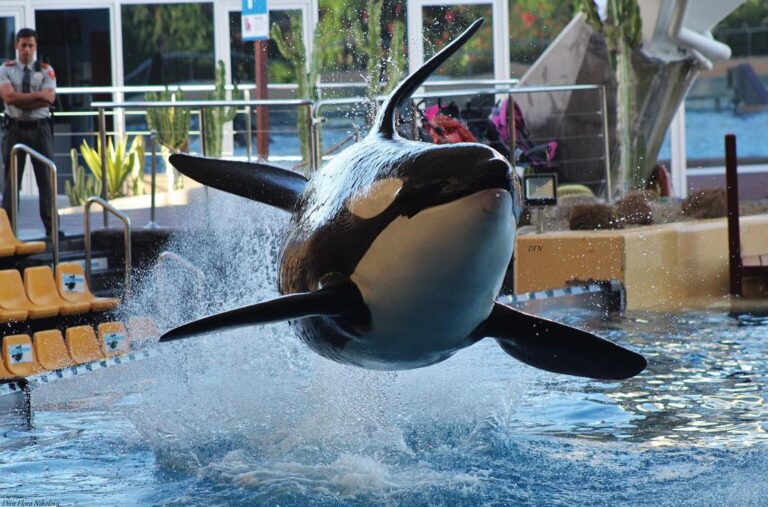 Tekoa’s Gallery – Inherently Wild