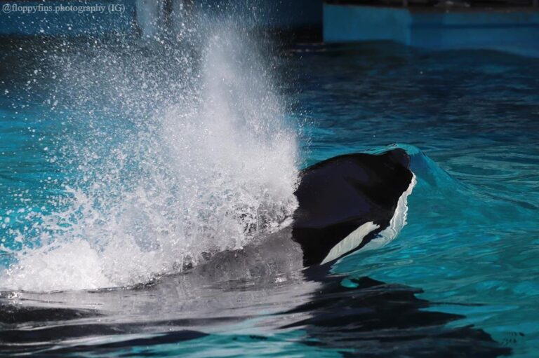 Tuar’s Gallery – Inherently Wild