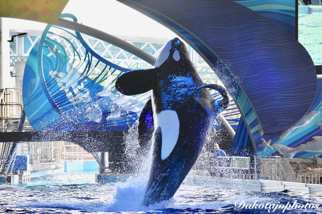 Tuar’s Gallery – Inherently Wild