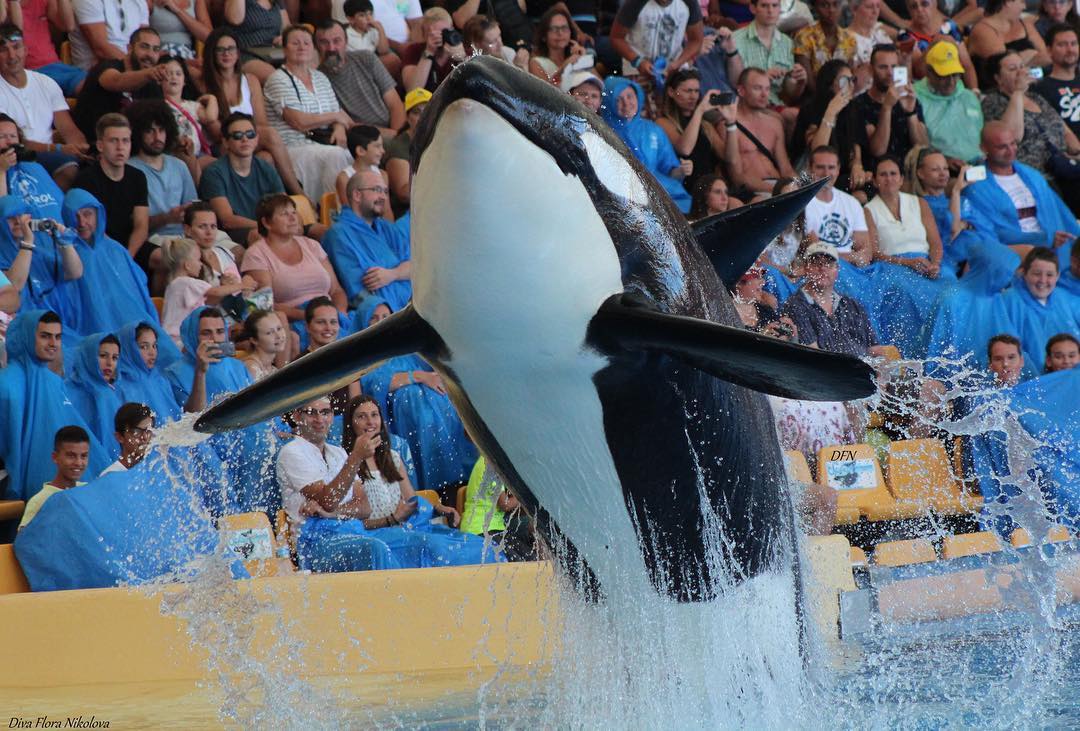 Tekoa’s Gallery – Inherently Wild