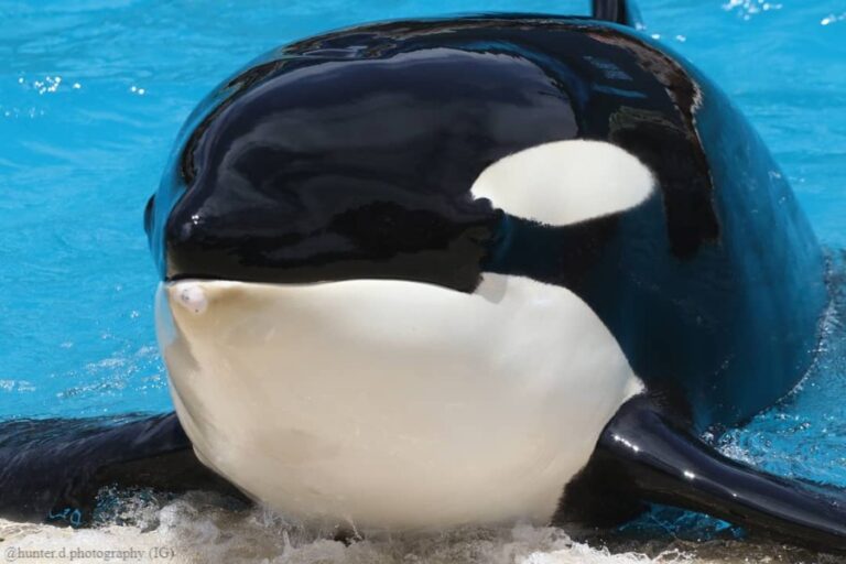 Shouka’s Gallery – Inherently Wild