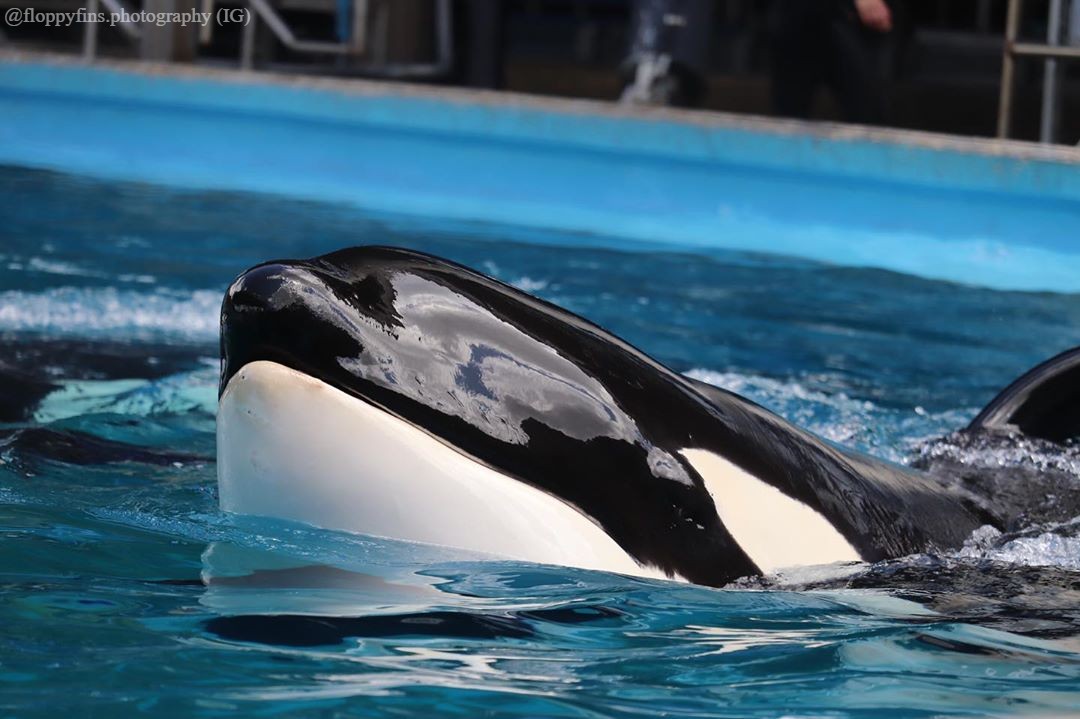 Tuar’s Gallery – Inherently Wild