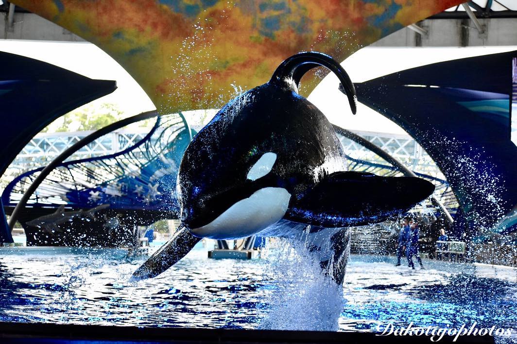 Tuar’s Gallery – Inherently Wild