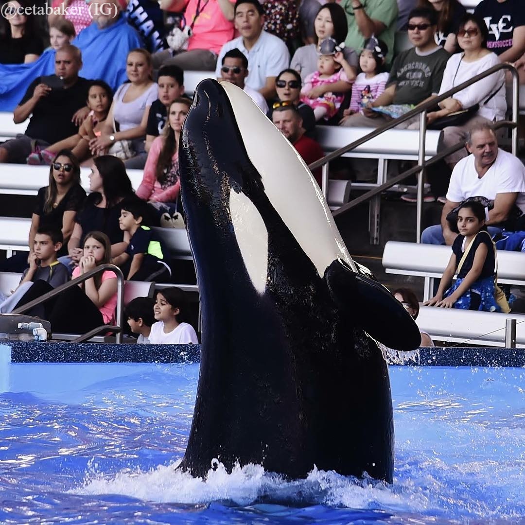 Makaio’s Gallery – Inherently Wild