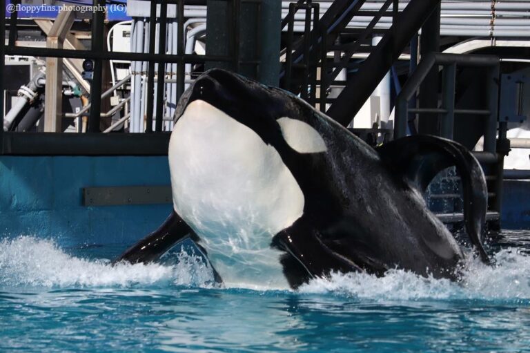 Kyuquot’s Gallery – Inherently Wild