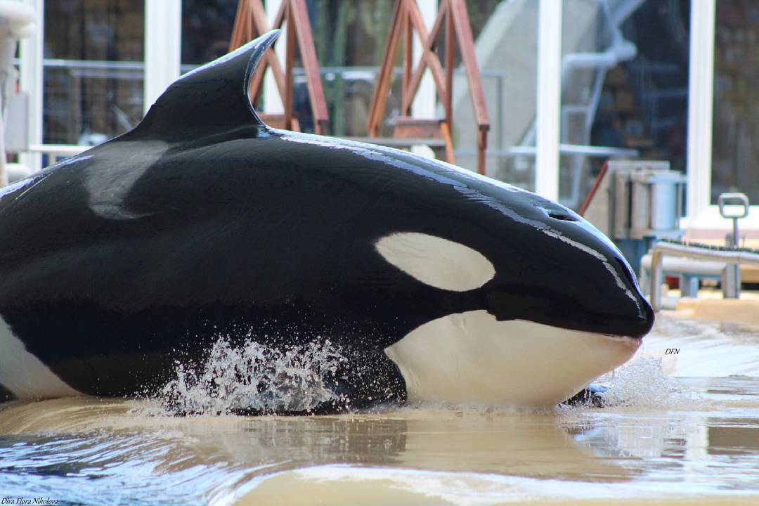 Tekoa’s Gallery – Inherently Wild