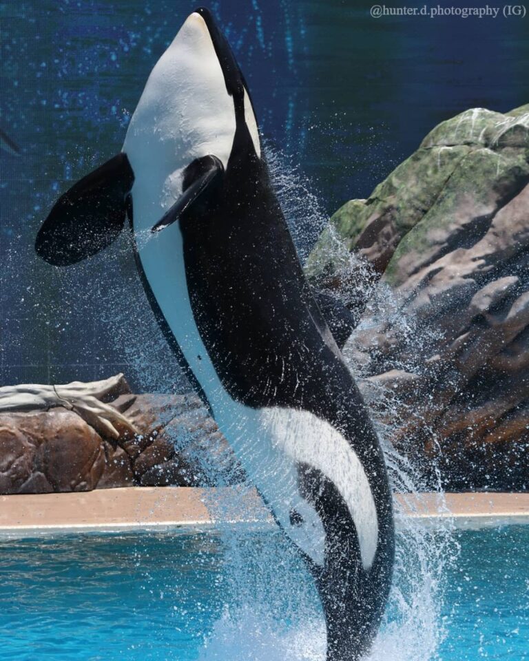 Shouka’s Gallery – Inherently Wild