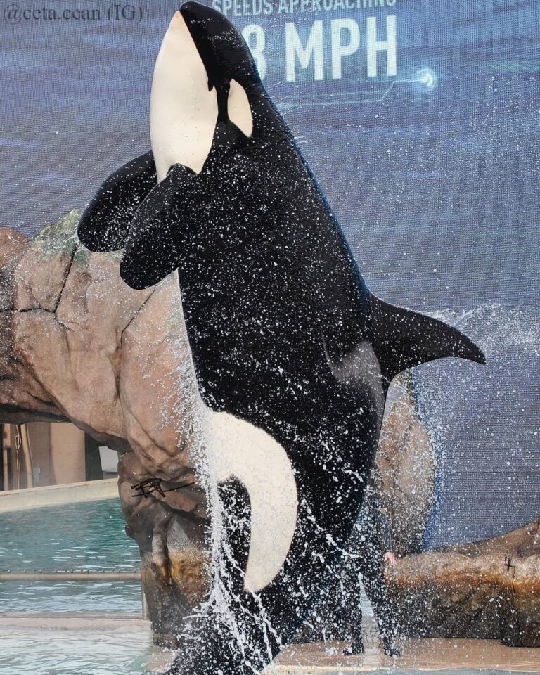 Orkid’s Gallery – Inherently Wild